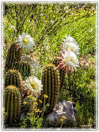 Cactus, Flowers and Prickly Things Gallery 4-1